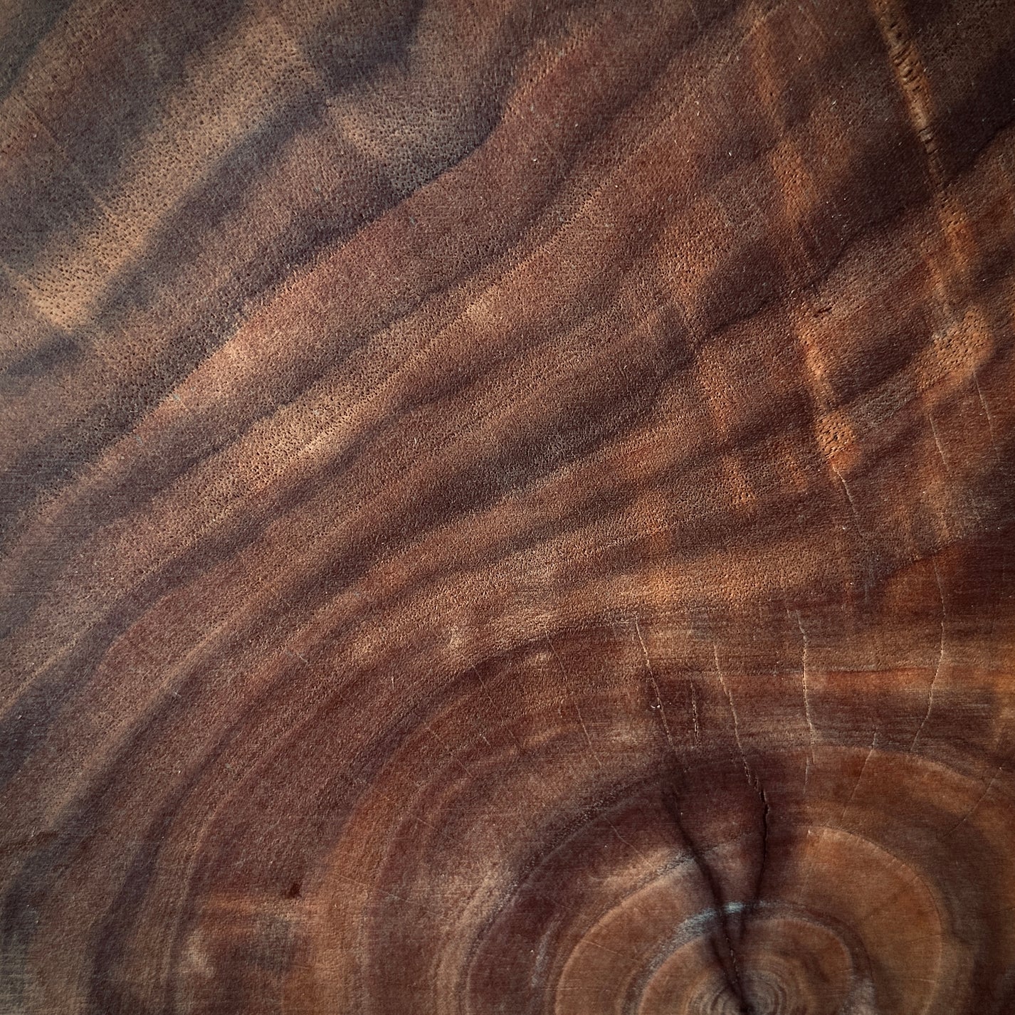 Claro Walnut Cross Cut Cookie Slab – WoodCache